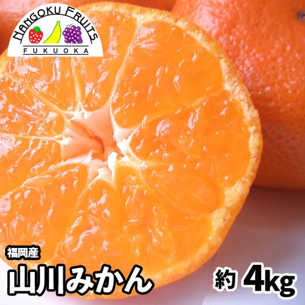 この商品は予約販売です。11月上旬頃より順次発送予定です。入荷状況により発送予定が前後する可能性がございます。商品名：山川みかん内容量：約4kg (1玉あたり80g以上)産　地：福岡県山川消費期限：なるべく、お早めにお召し上がりください。※...