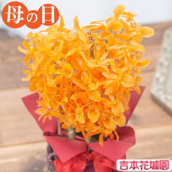 【商品内容】●洋ランデンドロビウム「ファイヤーバード」鉢花ギフト●四葉のクローバーの球根1球●お花のカレンダー●母の日カード（定型メッセージ）※個別メッセージには対応できません。●ラッピングサービス※写真は満開の状態です。植物ですので、花色...