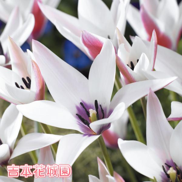 【商品内容】・球根5球セット※写真は生育イメージです。※球根の状態でお届けいたします。※花色は、写真と多少異なる場合がございます。※出荷前検査で欠品となる場合がございます。その際はお知らせいたします。【お届けについて】9月下旬以降順次発送※...