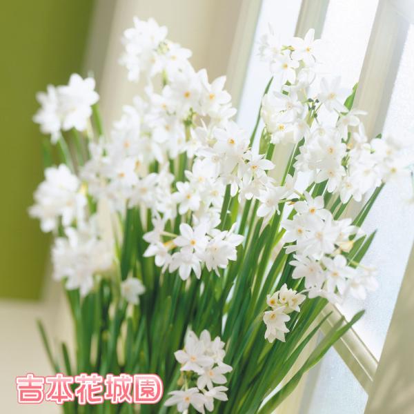 【商品内容】・球根5球セット※写真は生育イメージです。※球根の状態でお届けいたします。※花色は、写真と多少異なる場合がございます。※出荷前検査で欠品となる場合がございます。その際はお知らせいたします。【お届けについて】9月下旬以降順次発送※...