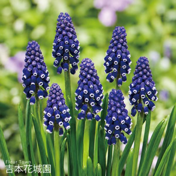 【商品内容】・球根5球セット※写真は生育イメージです。※球根の状態でお届けいたします。※花色は、写真と多少異なる場合がございます。※出荷前検査で欠品となる場合がございます。その際はお知らせいたします。【お届けについて】9月下旬以降順次発送※...