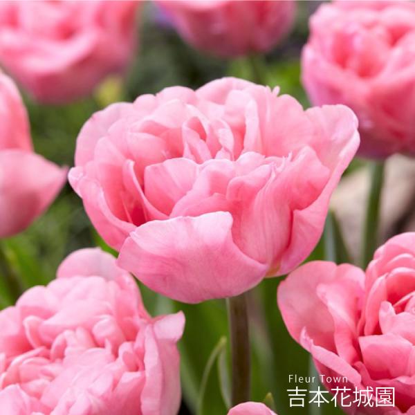 【商品内容】・球根5球セット※写真は生育イメージです。※球根の状態でお届けいたします。※花色は、写真と多少異なる場合がございます。※出荷前検査で欠品となる場合がございます。その際はお知らせいたします。【お届けについて】10月上旬以降順次発送...