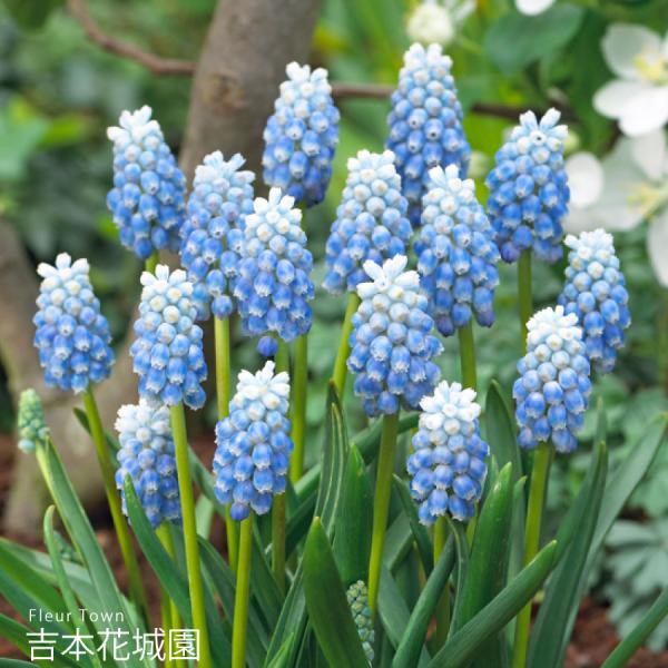 【商品内容】・球根5球セット※写真は生育イメージです。※球根の状態でお届けいたします。※花色は、写真と多少異なる場合がございます。※出荷前検査で欠品となる場合がございます。その際はお知らせいたします。【お届けについて】9月下旬以降順次発送※...