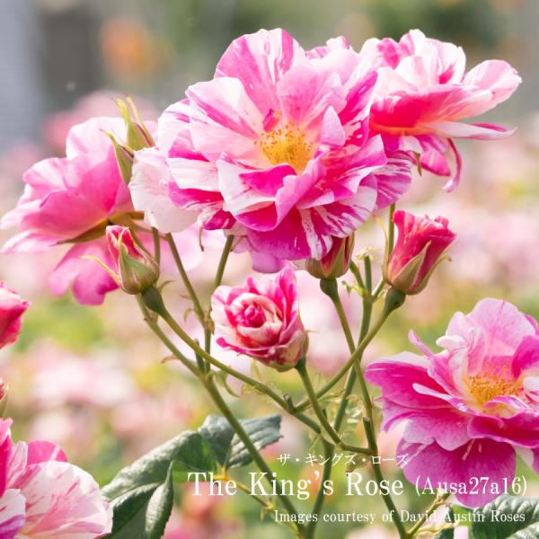 ■ 商品内容・イングリッシュローズバラ大苗-６リットル角鉢（鉢サイズ：１辺１７ｃｍ、 高さ約２４ｃｍ）   ※植物の為、樹形等写真と多少異なる場合がございます。