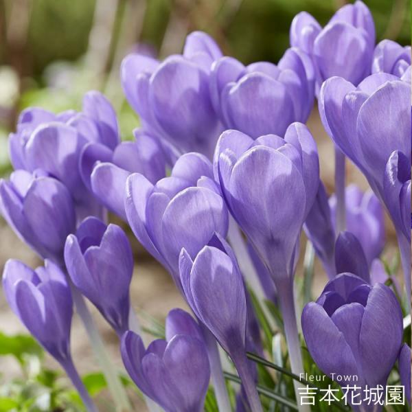 【商品内容】・球根5球セット※写真は生育イメージです。※球根の状態でお届けいたします。※花色は、写真と多少異なる場合がございます。※出荷前検査で欠品となる場合がございます。その際はお知らせいたします。【お届けについて】9月下旬以降順次発送※...