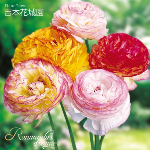 【商品内容】・球根7球セット※写真は生育イメージです。※球根の状態でお届けいたします。※花色は、写真と多少異なる場合がございます。※出荷前検査で欠品となる場合がございます。その際はお知らせいたします。【お届けについて】10月上旬以降順次発送...