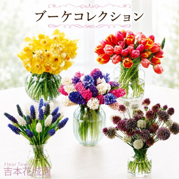 【商品内容】・球根4〜10球セット（品種により個数が異なります）※写真は生育イメージです。※球根の状態でお届けいたします。※花色は、写真と多少異なる場合がございます。※出荷前検査で欠品となる場合がございます。その際はお知らせいたします。【お...