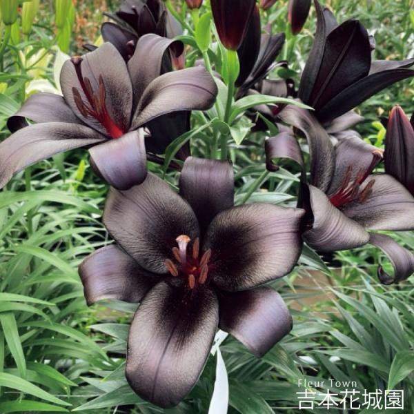 【商品内容】・球根2球セット※写真は生育イメージです。※球根の状態でお届けいたします。※花色は、写真と多少異なる場合がございます。※出荷前検査で欠品となる場合がございます。その際はお知らせいたします。【お届けについて】10月上旬以降順次発送...