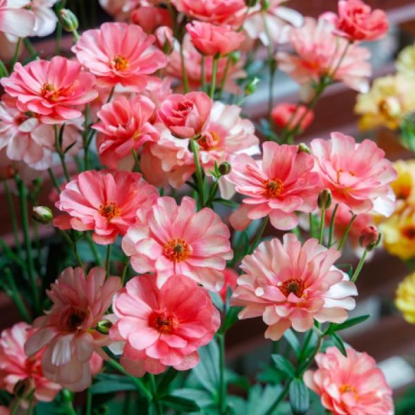 【商品情報】ラナンキュラス ラックス ５号プラスチック鉢今期開花見込み株高さ　約40〜70ｃｍ（鉢底から）※出荷時期や品種により違いがございます。※鉢、ポットの形状は変更になることもございます。※植物なので個体差がございます。※鉢色等は写真...