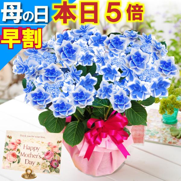 母の日 ギフト 2026 に人気のアジサイ鉢植え。星形の花が可愛らしい希少品種「コンペイトウブルー」は、爽やかなブルーの色合いが魅力で、母の日の花プレゼントとして毎年高い人気を誇ります。お花のプロが厳選。園芸専門店が贈る母の日専用アジサイギ...