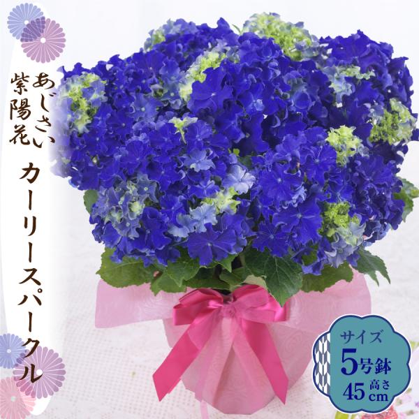 母の日 ギフト 2026 に人気のアジサイ鉢植え。花びらの縁がくるりと波打つ「カーリースパークルブルー」は、動きのある花姿が特徴の個性的な品種です。お花のプロが厳選。園芸専門店が贈る母の日専用アジサイギフトです。園芸専門店が母の日のために選...