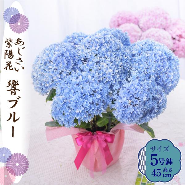 母の日 ギフト 2026 に人気のアジサイ鉢植え。爽やかなブルーが美しい「響ブルー」は、年代を問わず贈りやすい母の日アジサイです。お花のプロが厳選。園芸専門店が贈る母の日専用アジサイギフトです。園芸専門店が母の日のために選び抜いた、特別なア...