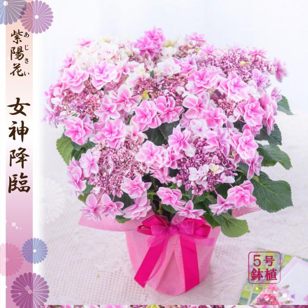 母の日 ギフト 2026 に人気のアジサイ鉢植え。花付きが良く存在感のある「女神降臨」は、華やかさを重視したい方に選ばれている母の日アジサイです。お花のプロが厳選。園芸専門店が贈る母の日専用アジサイギフトです。園芸専門店が母の日のために選び...