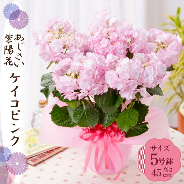母の日 ギフト 2026 に人気のアジサイ鉢植え。やわらかな色合いが魅力の「ケイコピンク」は、可憐で上品な母の日の花プレゼントにおすすめです。お花のプロが厳選。園芸専門店が贈る母の日専用アジサイギフトです。園芸専門店が母の日のために選び抜い...