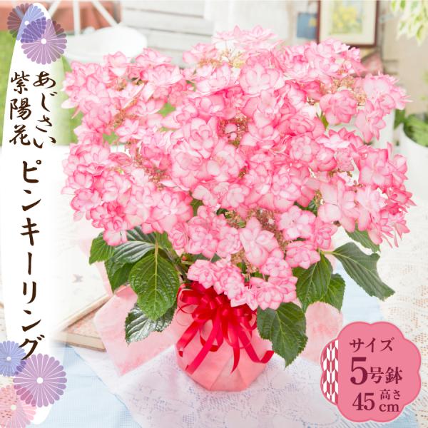 母の日 ギフト 2026 に人気のアジサイ鉢植え。コンパクトながら花付きの良い「ピンキーリング」は、可愛らしさを重視したい方におすすめのアジサイです。お花のプロが厳選。園芸専門店が贈る母の日専用アジサイギフトです。園芸専門店が母の日のために...