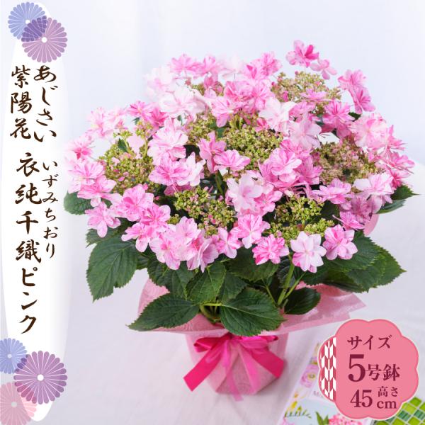 母の日 ギフト 2026 に人気のアジサイ鉢植え。やさしく上品な色合いの「衣純千織 ピンク」は、母の日らしい柔らかな印象のアジサイです。お花のプロが厳選。園芸専門店が贈る母の日専用アジサイギフトです。園芸専門店が母の日のために選び抜いた、特...