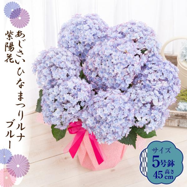 母の日 ギフト 2026 に人気のアジサイ鉢植え。八重の小花に縁取りの可愛いアジサイ「ひなまつりルナ ブルー」は、清潔感のある母の日ギフトに。お花のプロが厳選。園芸専門店が贈る母の日専用アジサイギフトです。園芸専門店が母の日のために選び抜い...