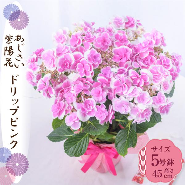 母の日 ギフト 2026 に人気のアジサイ鉢植え。大輪の丸い花びらと白の縁取りが印象的な「ドリップ ピンク」は、個性を楽しめる母の日の花ギフトですお花のプロが厳選。園芸専門店が贈る母の日専用アジサイギフトです。園芸専門店が母の日のために選び...
