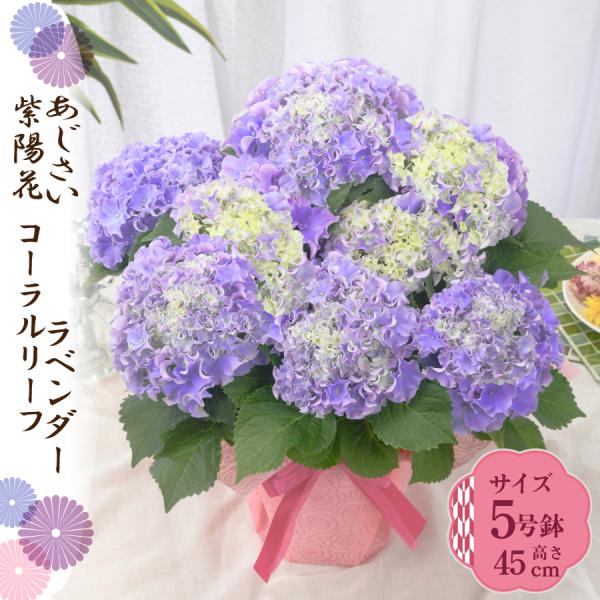 母の日 ギフト 2026 に人気のアジサイ鉢植え。ラベンダーカラーが美しい「コーラルリーフ ラベンダー」は、大人っぽい雰囲気の母の日ギフトに。お花のプロが厳選。園芸専門店が贈る母の日専用アジサイギフトです。園芸専門店が母の日のために選び抜い...