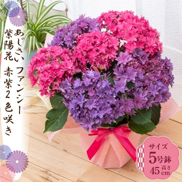 母の日 ギフト 2026 に人気のアジサイ鉢植え。赤紫のコントラストが美しい2色咲き品種で、存在感のある母の日アジサイです。お花のプロが厳選。園芸専門店が贈る母の日専用アジサイギフトです。園芸専門店が母の日のために選び抜いた、特別なアジサイ...
