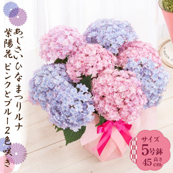 母の日 ギフト 2026 に人気のアジサイ鉢植え。ピンクとブルーの可愛らしい2色咲きで、母の日に人気の品種です。お花のプロが厳選。園芸専門店が贈る母の日専用アジサイギフトです。園芸専門店が母の日のために選び抜いた、特別なアジサイの鉢植えギフ...