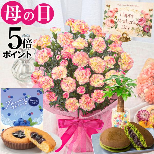 母の日 プレゼント 2026年に人気のカーネーション鉢植えギフト。こちらは【ルナドリーム】品種のカーネーションです。やさしい色合いで、落ち着いた雰囲気を楽しめる品種です。■ カーネーション【ルナドリーム】の特徴・花色：レモン色にピンクの縁取...