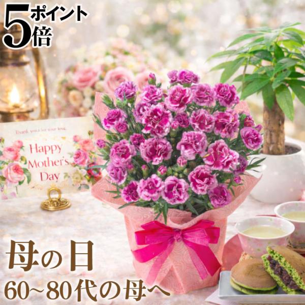 母の日 プレゼント 2026年に人気のカーネーション鉢植えギフト。こちらは【オルフィカ】品種のカーネーションです。落ち着いたパープル系の色合いで、ご年配のお母さんにも選ばれている品種です。■ カーネーション【オルフィカ】の特徴・花色：シック...