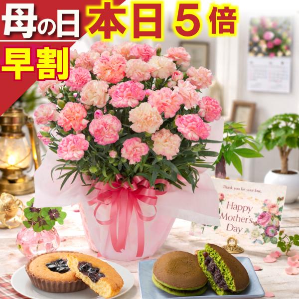 母の日 プレゼント 2026年に人気のカーネーション鉢植えギフト。こちらは【フロリアーヌ】品種のカーネーションです。花付きが良く、ボリューム感のある華やかな印象が特長です。■ カーネーション【フロリアーヌ】の特徴・花色：明るいピンク・印象：...