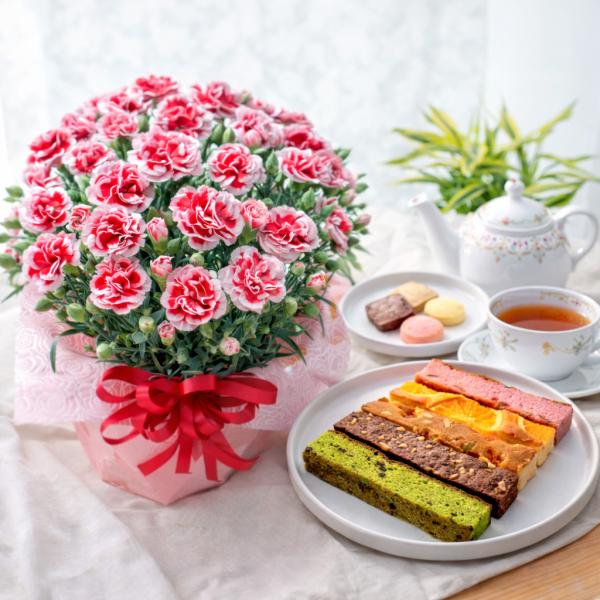 母の日の贈り物に毎年選ばれている、**当店人気No.1カーネーション「いちごホイップ」**と焼き菓子キュートセレクションをセットにした、母の日限定ギフトです。華やかで育てやすい「いちごホイップ」は、長く楽しめる鉢植えカーネーションとして人気...