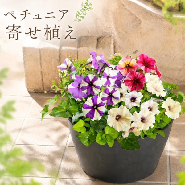 【商品内容】・ペチュニア寄せ植え　9号鉢（直径約27ｃｍ）●お花の品種は画像と異なる場合がございます。●お手元で長くお楽しみいただくため、蕾の状態でお届けする場合がございます。