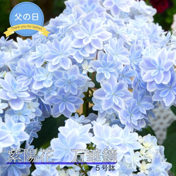 ■商品内容：・アジサイ　万華鏡（マンゲキョウ）　-5号鉢（鉢直径１5ｃｍ）　※植物の為、形や実数等は写真と多少異なる場合がございます。　※ラッピング＆リボンのデザインは写真と多少異なる場合がございます・お父さんありがとうカード（定型メッセー...