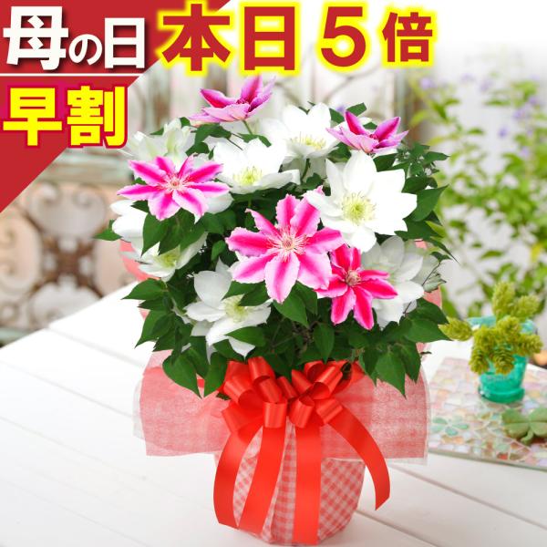 【商品内容】●クレマチス鉢花ギフト●四葉のクローバーの球根1球●お花のカレンダー●母の日カード（定型メッセージ）※個別メッセージには対応できません。●ラッピングサービス※写真は満開の状態です。植物ですので、花色・形・開花状況は写真と多少異な...