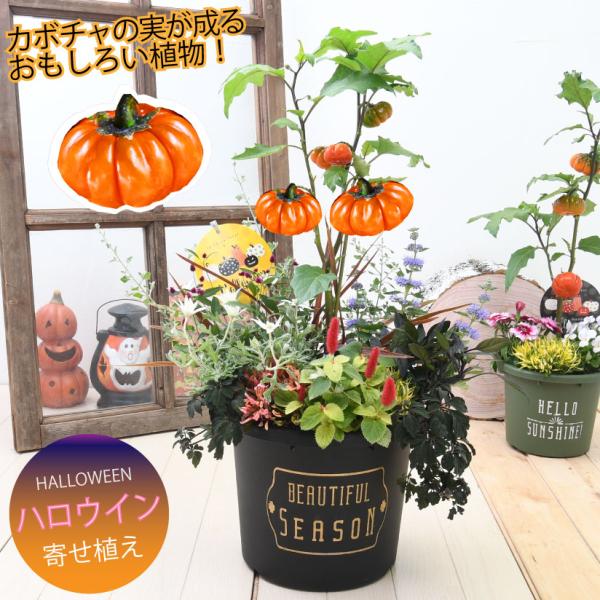 【商品内容】・パンプキンツリーの寄せ植え季節の花苗を使いボリュームのある寄せ植えに仕上げます。