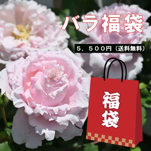 《商品説明》■商品内容 ・特選バラ苗×１鉢（6号鉢）・２年生バラ苗×２ポット（4号ポット）※2年生バラの品種は当店にお任せください。※植物の為、樹形等写真と多少異なる場合がございます。※特価品の為、ラッピングには対応できません。※特選バラ苗...