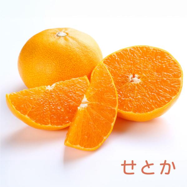 ■商品内容・果樹苗木（4号ポット苗）・高さ約70センチ※苗は、バーグたい肥などに仮植えしている状態です。到着後お早めに、鉢やお庭に植え替えることをお勧めします。■お届けについて11月中旬以降入荷次第順次発送いたします。※産地生育不良や欠品に...