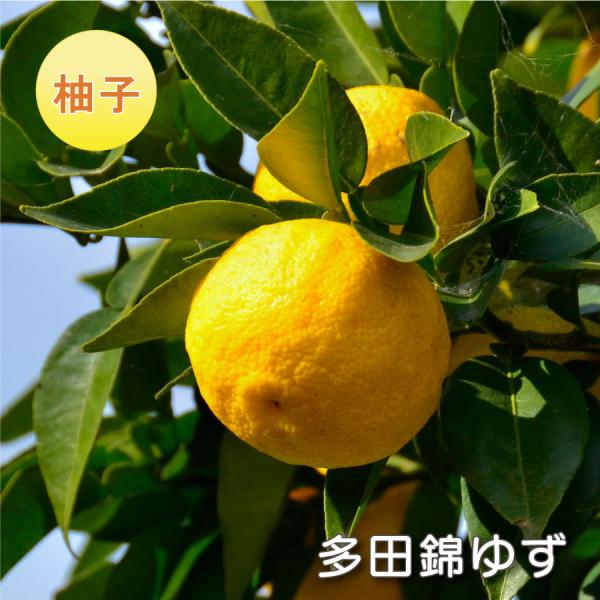 【商品内容】　果樹苗木・１年生の接木苗・４号ポット（直径12cm）・底からの高さ約70〜100cm※仮植えの状態なので、お庭や大きな鉢へ植え替えてください。※時期によって殺菌剤のカルシウム成分の跡が葉についている場合がございます。【メッセー...