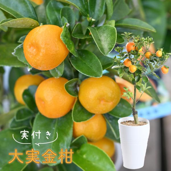 ■商品内容　キンカン鉢植え（5号鉢）・5号プラ鉢（鉢直径15cm）・高さ約60〜70cm（鉢底より）※実の付き方は時期によって異なります。※植物ですので、樹形や実の付き方等、写真と異なります。