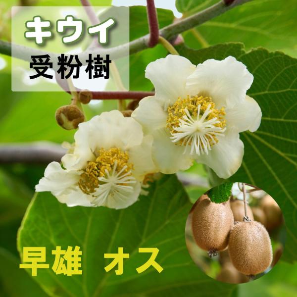 ■商品内容　果樹苗木（4号ポット苗）　高さ約70センチ※苗は、バーグたい肥などに仮植えしている状態です。　到着後お早めに、鉢やお庭に植え替えることをお勧めします。■お届けについて　入荷次第順次発送いたします※実売店と在庫共有のため、在庫がな...