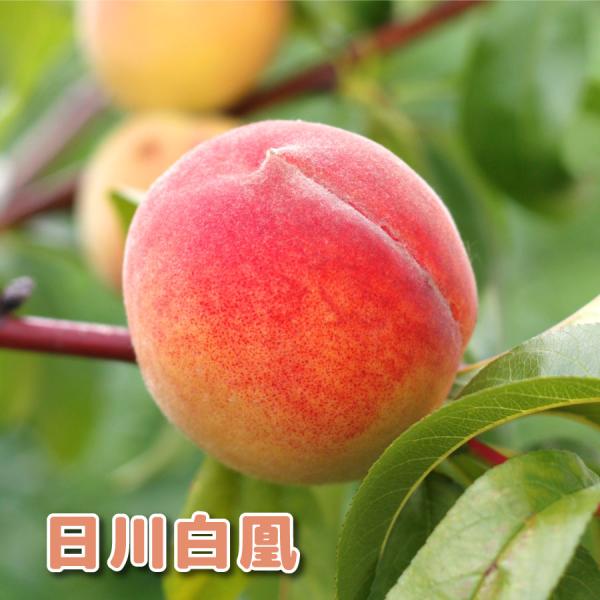 ■商品内容果樹苗木（4号ポット苗）　高さ約70センチ※苗は、バーグたい肥などに仮植えしている状態です。到着後お早めに、鉢やお庭に植え替えることをお勧めします。　■お届けについて※在庫状況によりお取り寄せになる場合がございます。その場合はお届...