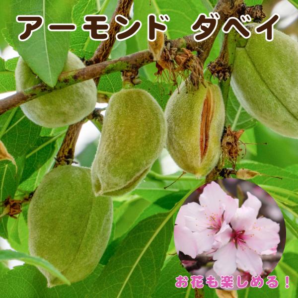 ■商品内容　果樹苗木（4号ポット苗）　高さ約70センチ※苗は、バーグたい肥などに仮植えしている状態です。到着後お早めに、鉢やお庭に植え替えることをお勧めします。■同梱について同サイズの果樹苗であれば6本まで同梱可能です。詳しくはお問い合わせ...