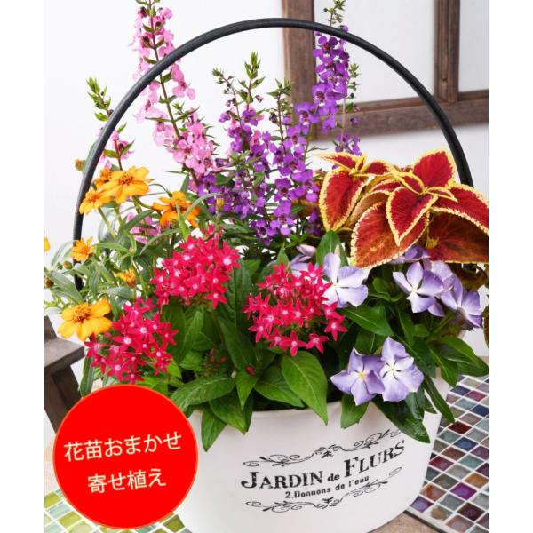 【商品内容】・寄せ植えバスケット※鉢色、取っ手の色、鉢のデザイン（前面のプリント）はすべておまかせとなります。※お花の内容はすべてデザイナーおまかせとなります。※植物のため、開花状態や花色や葉色や樹形等は画像と異なる場合がございます。【お届...