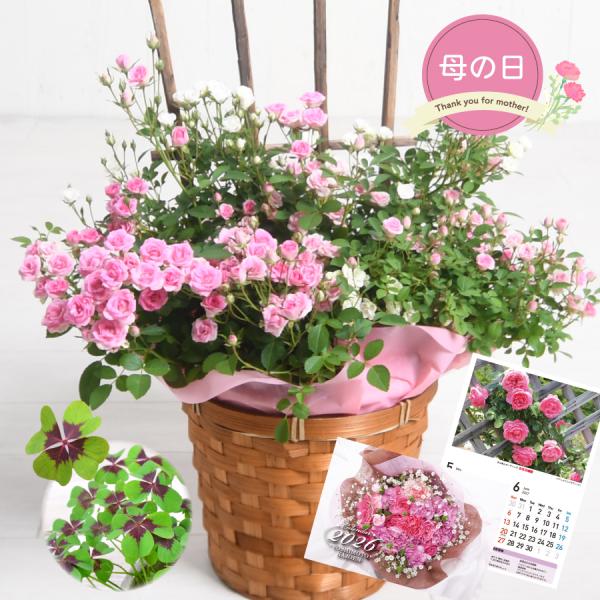 ■商品内容：バラ鉢植え（鉢カバー付き）- ６号鉢（鉢直径１８ｃｍ）- 高さ：約４８ｃｍ（鉢底より）※ ラッピング＆鉢カバーき※写真は満開の状態です。植物ですので、花色・ 形・開花状況は写真と多少異なる場合がございます。※ラッピング＆リボンの...