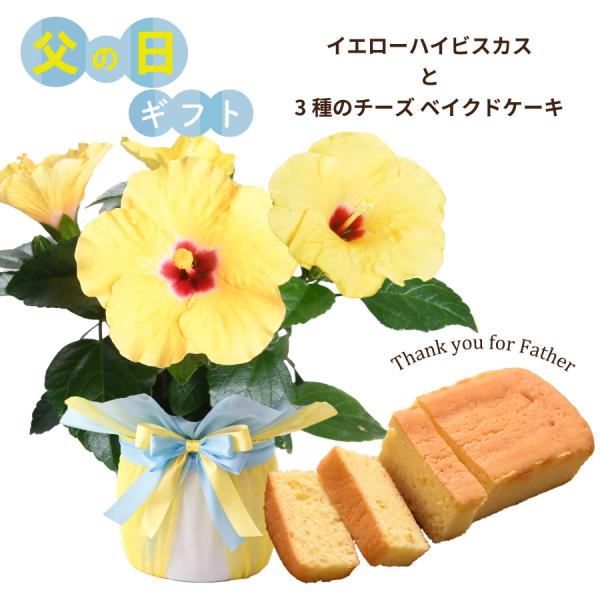 ■商品内容：・イエローハイビスキュース  ５号鉢（鉢直径約１5ｃｍ）- 高さ：約３5ｃｍ前後（鉢底より）　※写真は満開の状態です。植物ですので、形・開花状況は写真と多少異なる場合がございます。  　※ラッピング＆リボンのデザインは多少写真と...