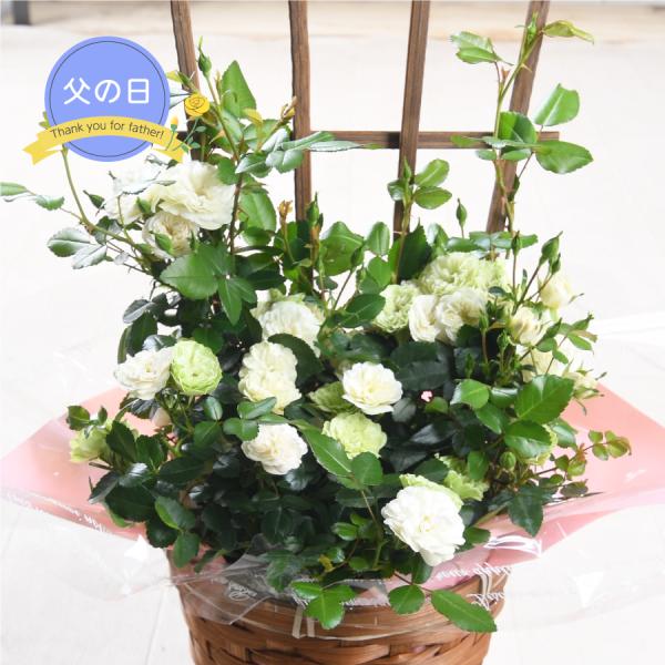 ■商品内容：・バラ鉢植え（鉢カバー付き）-６号鉢（鉢直径１８ｃｍ）- 高さ：約５５ｃｍ（鉢底より）※植物の為、形や実数等は写真と多少異なる場合がございます。※ラッピング＆リボンのデザインは写真と多少異なる場合がございます・お父さんありがとう...