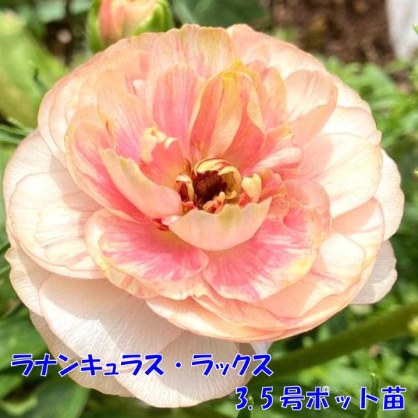 【商品情報】ラナンキュラス　ラックス 3.5号サイズポット苗高さ　約30ｃｍ（鉢底から） ※植物なので個体差がございます。※鉢色等は写真と異なる場合がございます※花色はあくまでもイメージです。お届け時、開花時の色合いを保証するものではありま...