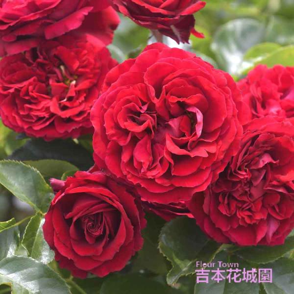 ※特選苗は2025年11月中旬に裸苗の状態で入荷、弊社にて植え付けた苗です。