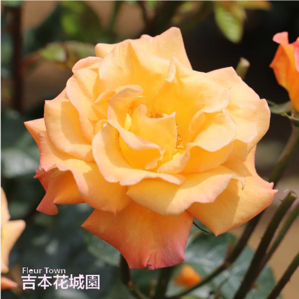 ■商品内容 バラ接木２年生大苗（４号ロングポット）高さ：約30〜40ｃｍ（鉢底より）　　　約15〜２５ｃｍ（鉢底より）※冬剪定済みの場合※花色や株の状態は画像と多少異なる場合がございます。※国産苗です。苗は、バーグたい肥などに仮植えしている...