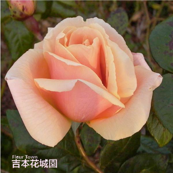 ■商品内容 バラ接木２年生大苗（４号ロングポット）高さ：約30〜40ｃｍ（鉢底より）　　　約15〜２５ｃｍ（鉢底より）※冬剪定済みの場合※花色や株の状態は画像と多少異なる場合がございます。※国産苗です。苗は、バーグたい肥などに仮植えしている...