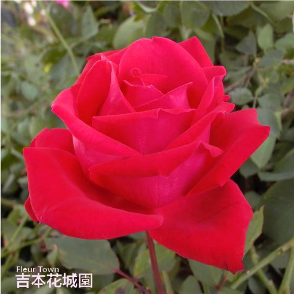 ■商品内容 バラ接木２年生大苗（４号ロングポット）高さ：約30〜40ｃｍ（鉢底より）　　　約15〜２５ｃｍ（鉢底より）※冬剪定済みの場合※花色や株の状態は画像と多少異なる場合がございます。※国産苗です。苗は、バーグたい肥などに仮植えしている...