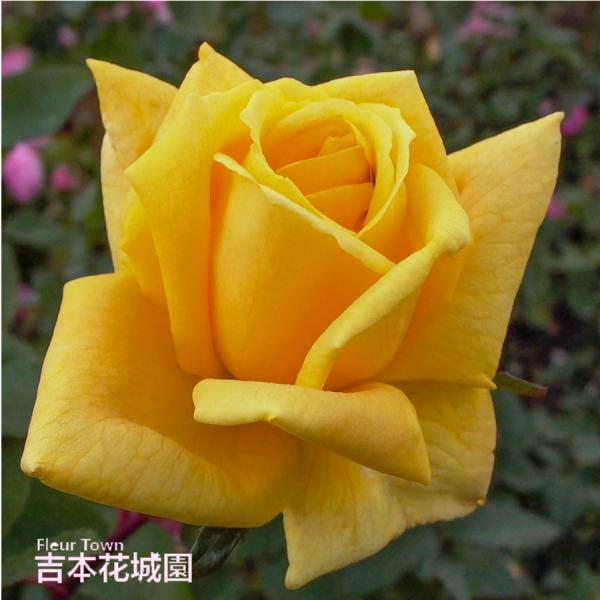 ■商品内容バラ接木２年生大苗（４号ロングポット）高さ：約35cm（鉢底より）　　　約25cm（鉢底より）※冬剪定済みの場合※花色や株の状態は画像と多少異なる場合がございます。※国産苗です。苗は、バーグたい肥などに仮植えしている状態です。到着...